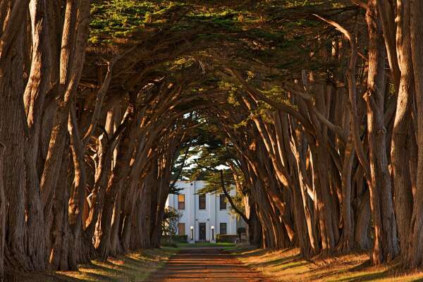 Locust Tree Wallpapers (19 images) - WallpaperCat