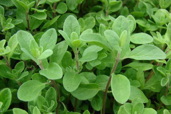 Lemongrass Wallpapers (29 images) - WallpaperCat