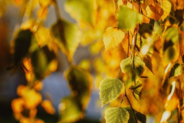 Pine Tree Wallpapers (80 images) - WallpaperCat