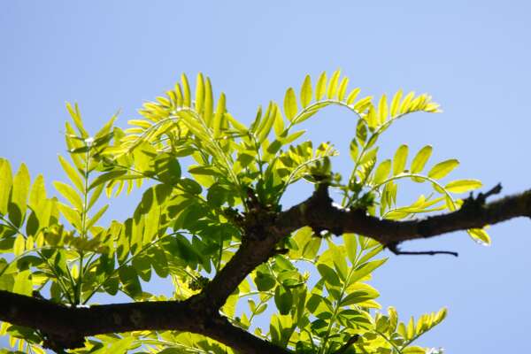 Elm Tree Wallpapers (15 images) - WallpaperCat