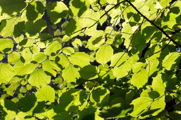 Hemlock Tree Wallpapers (21 images) - WallpaperCat