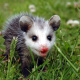 Opossum Wallpapers (38 images) - WallpaperCat