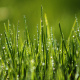 Grass Wallpapers (51 images) - WallpaperCat
