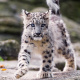 Snow Leopard Wallpapers (76 images) - WallpaperCat