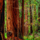 Cedar Tree Wallpapers (23 images) - WallpaperCat