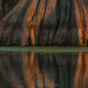 Cypress Tree Wallpapers (40 images) - WallpaperCat
