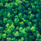 Good Luck Wallpapers (16 images) - WallpaperCat
