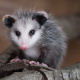 Opossum Wallpapers (38 images) - WallpaperCat
