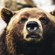 Bear Wallpapers (97 images) - WallpaperCat