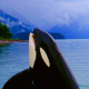 Free Willy Wallpapers (23 images) - WallpaperCat
