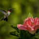 Hummingbird Wallpapers (51 images) - WallpaperCat
