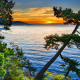 Pine Tree Wallpapers (80 images) - WallpaperCat