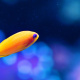 Sea Animals Wallpapers (47 images) - WallpaperCat