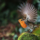 Robin (Bird) Wallpapers (44 images) - WallpaperCat