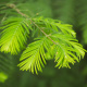 Cypress Tree Wallpapers (40 images) - WallpaperCat