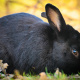 Rabbit Wallpapers (64 images) - WallpaperCat