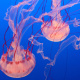 Oceanarium Wallpapers (33 images) - WallpaperCat