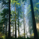 Cedar Tree Wallpapers (23 images) - WallpaperCat