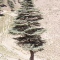 Cedar Tree Wallpapers (23 images) - WallpaperCat