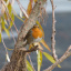 Robin (Bird) Wallpapers (44 images) - WallpaperCat