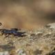 Scorpion (Animal) Wallpapers (30 images) - WallpaperCat