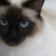 Birman Wallpapers (38 images) - WallpaperCat