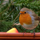Robin (Bird) Wallpapers (44 images) - WallpaperCat