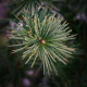 Cedar Tree Wallpapers (23 images) - WallpaperCat