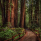 Cedar Tree Wallpapers (23 images) - WallpaperCat